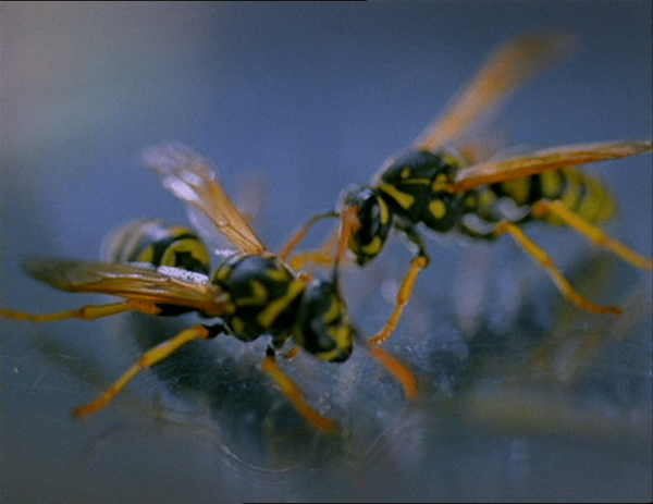 Mangal Keyfi Düşmanları: Swarmed (2005) - Öteki Sinema